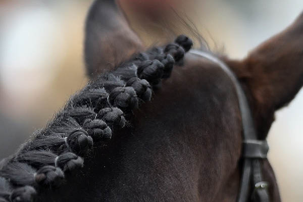 Sample Widgets | Navanracecourse.ie